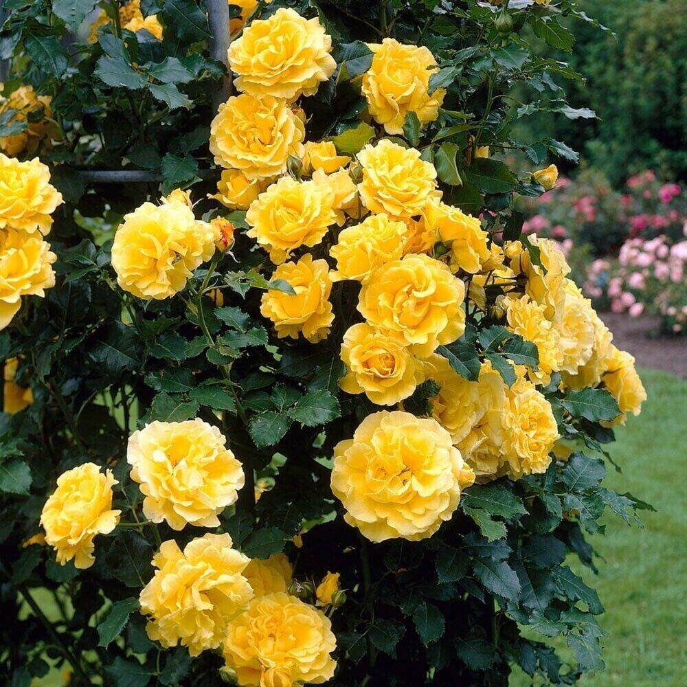 3 CLIMBING ROSE BUSHES PARADE, SCARLET & GOLDEN BARE ROOTED GARDEN ...